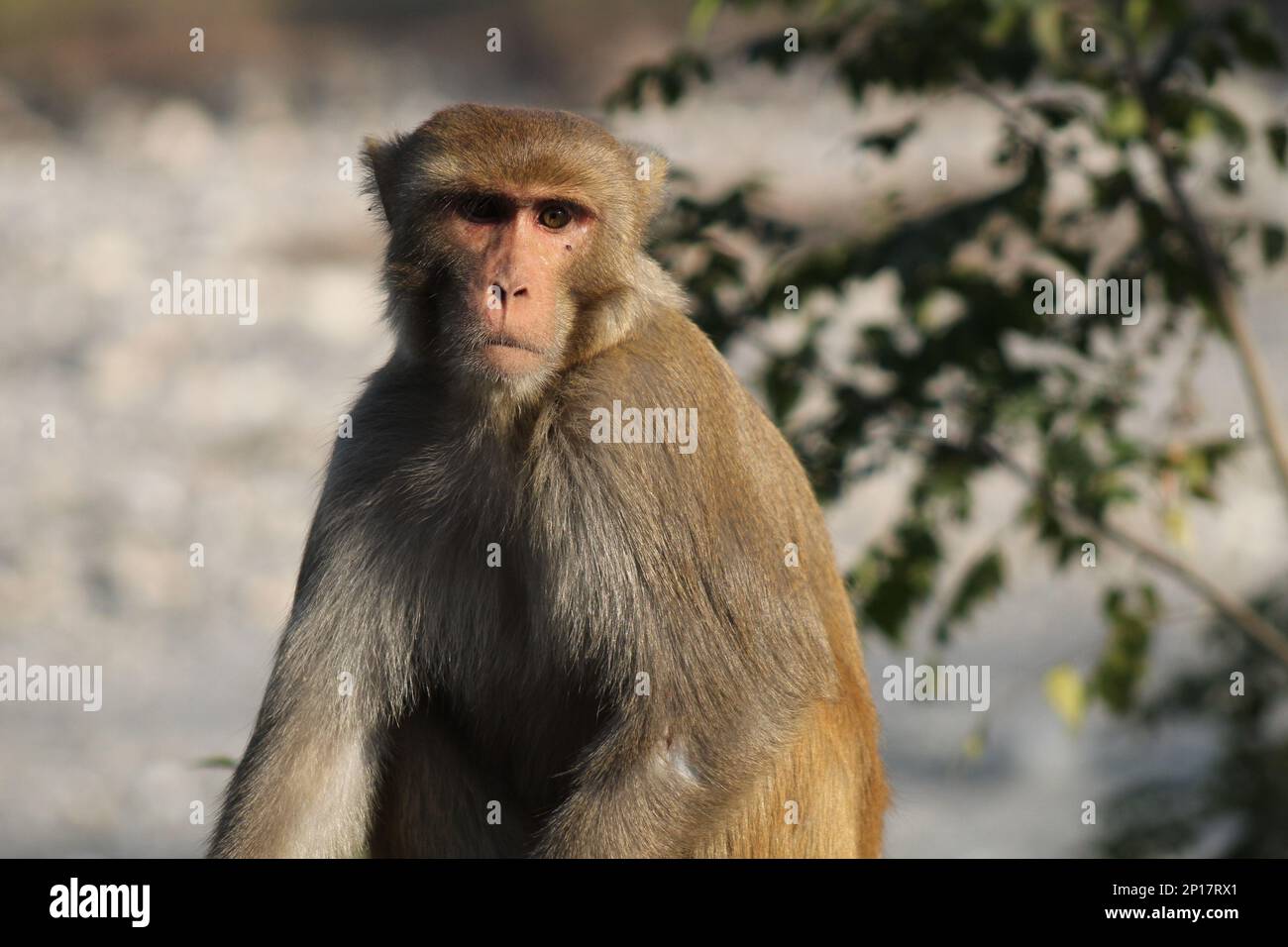 Old world monkeys hi-res stock photography and images - Alamy