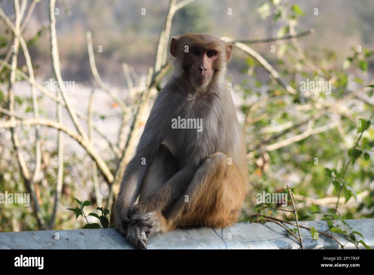 Rhesus macaque photos from india hi-res stock photography and images ...