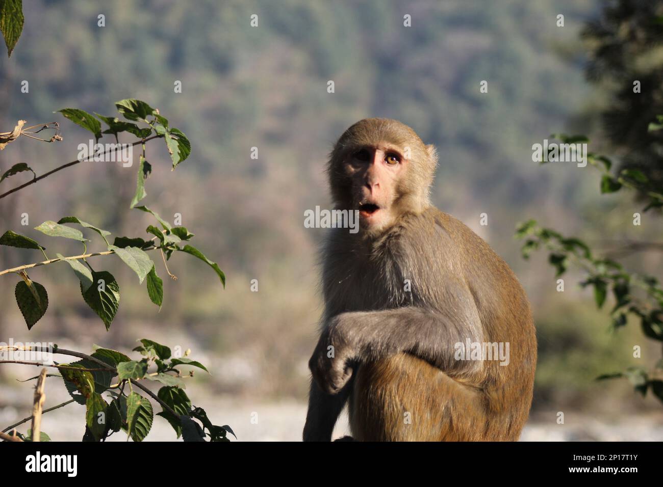 Rhesus macaque photos from india hi-res stock photography and images ...