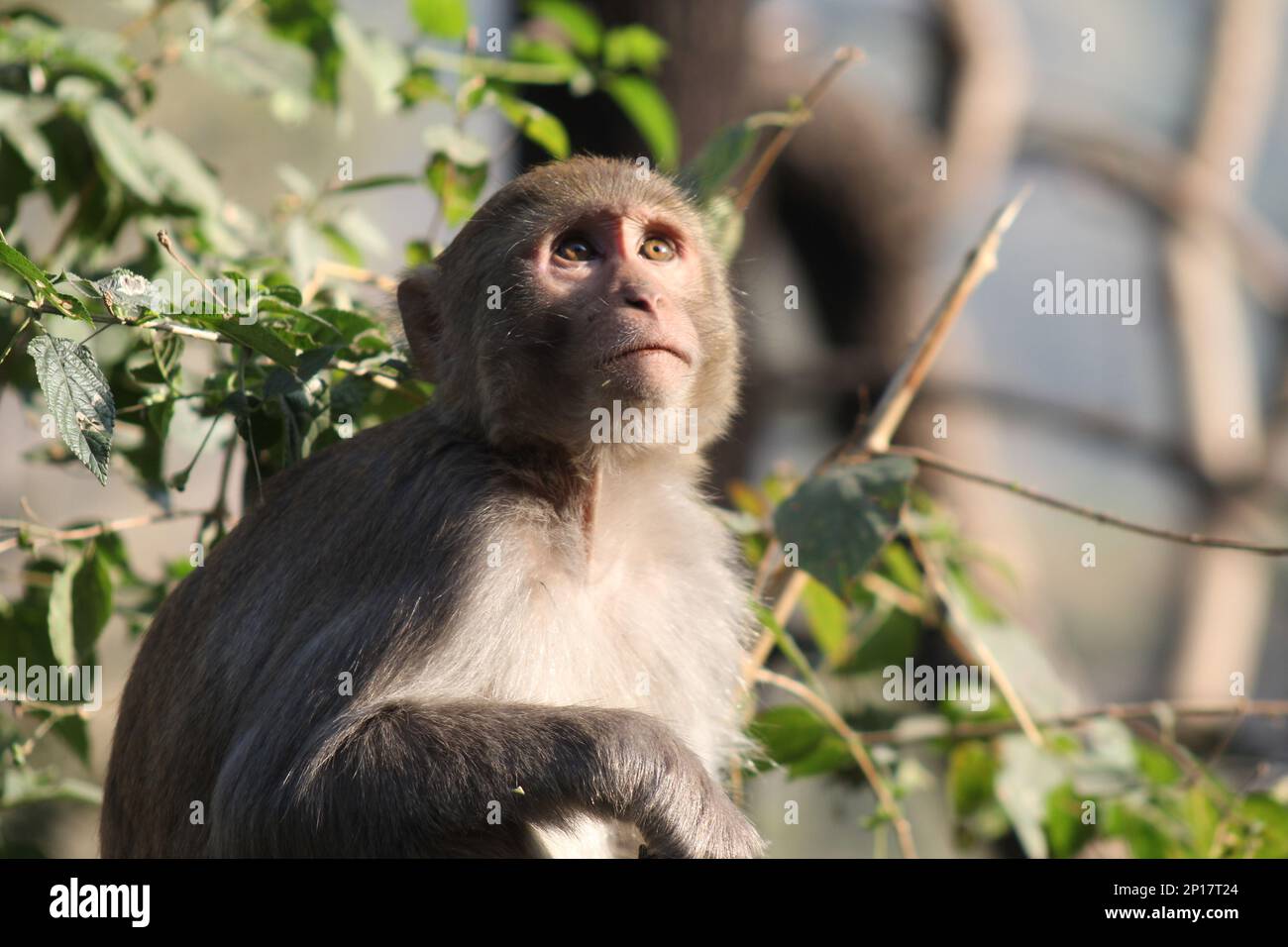 Rhesus macaque photos from india hi-res stock photography and images ...