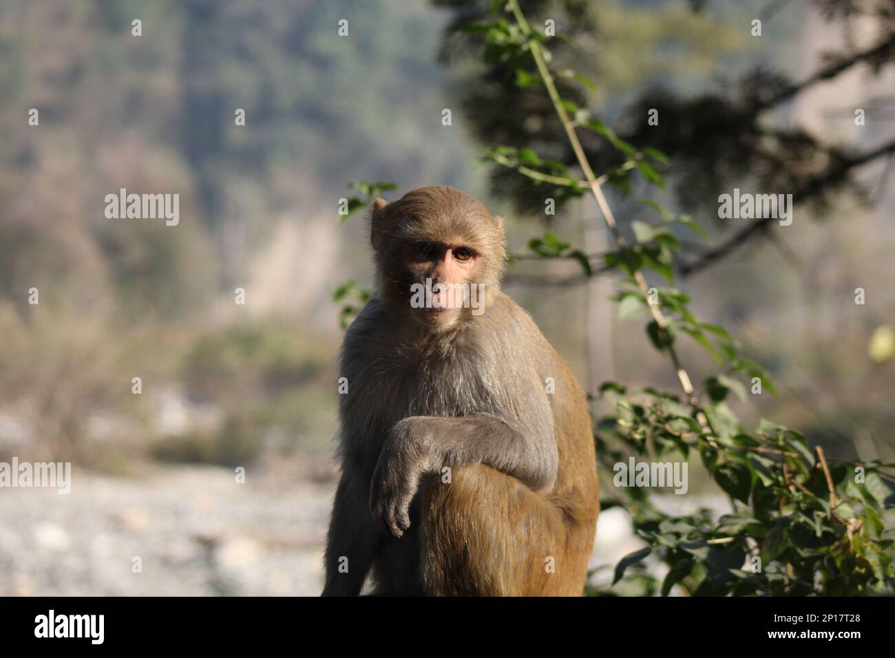 Rhesus macaque photos from india hi-res stock photography and images ...