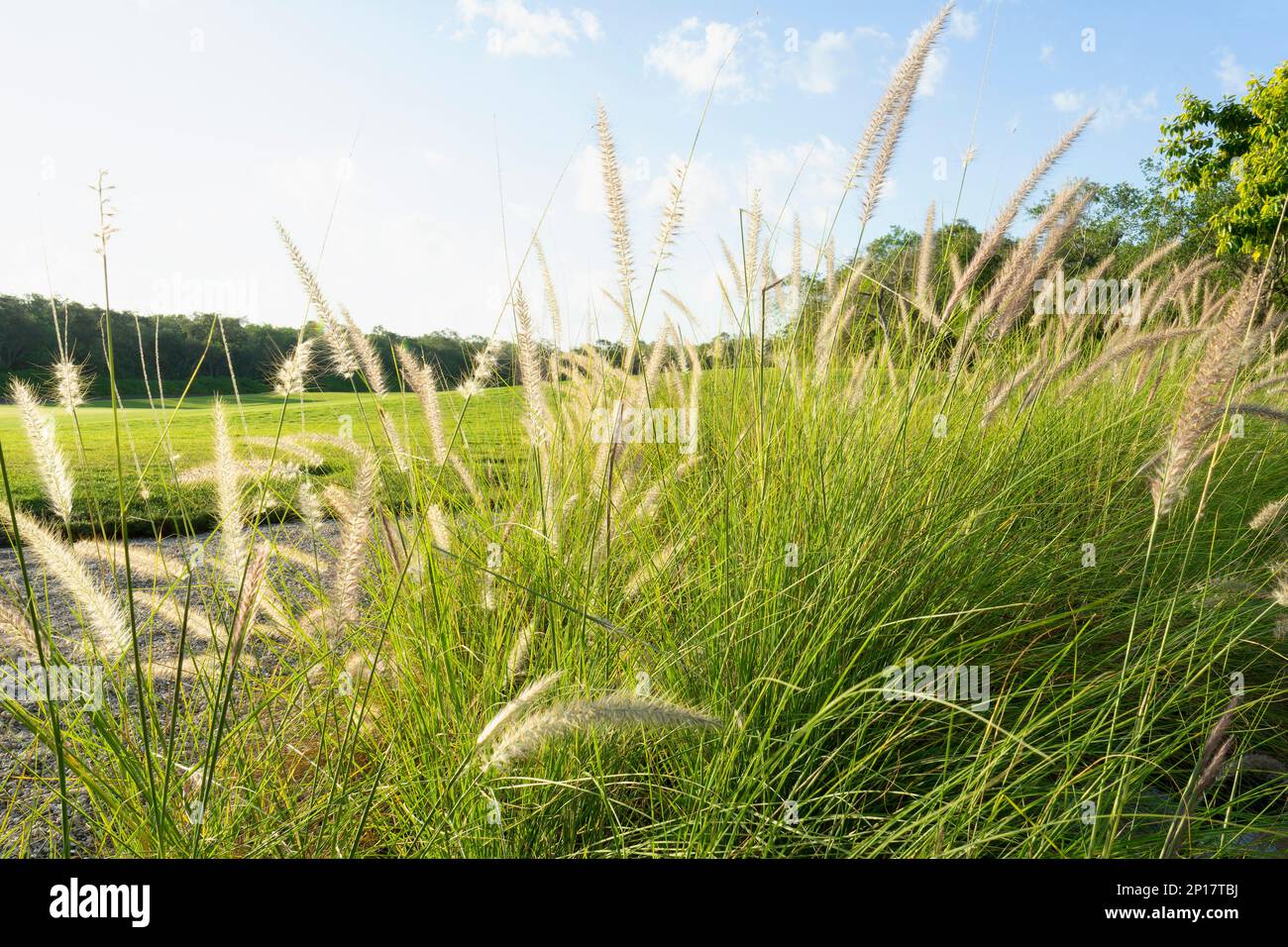 Landscape nature grass field hi-res stock photography and images - Alamy