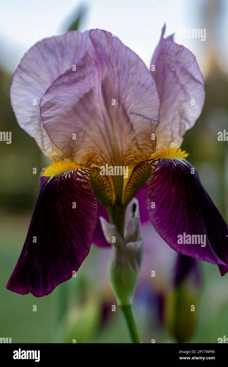 Iris germanica purple flower in the garden design shallow depth of ...