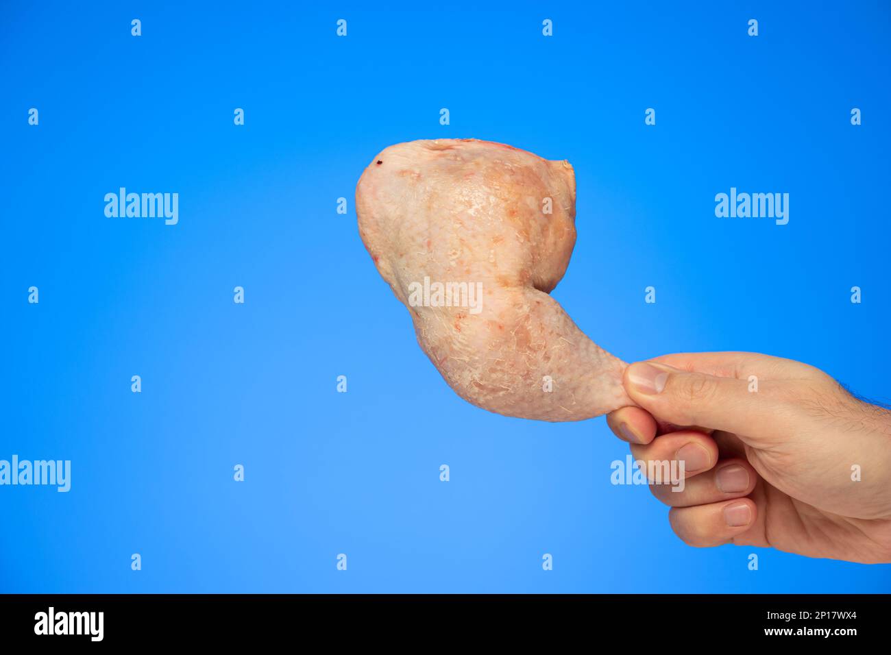 Raw fresh whole chicken thigh held in hand by Caucasian male hand ...