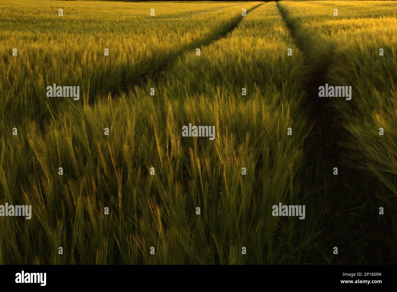 Crop rotation corn hi-res stock photography and images - Alamy