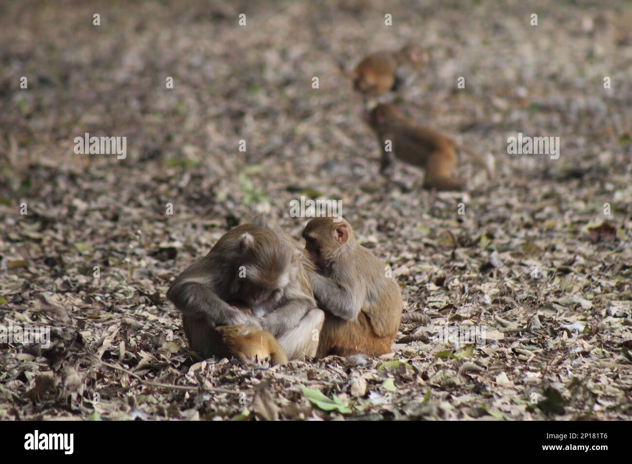 Rhesus macaque group hi-res stock photography and images - Alamy