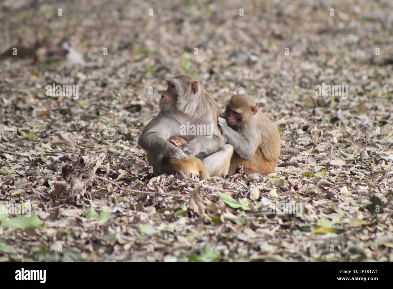Monkey potography hi-res stock photography and images - Alamy