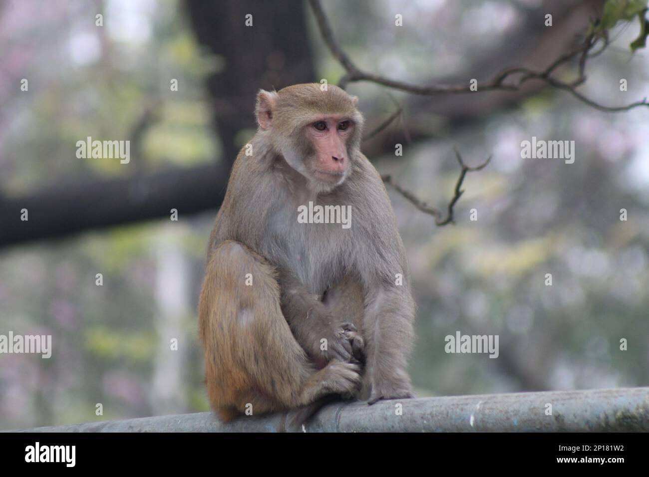 Monkey potography hi-res stock photography and images - Alamy