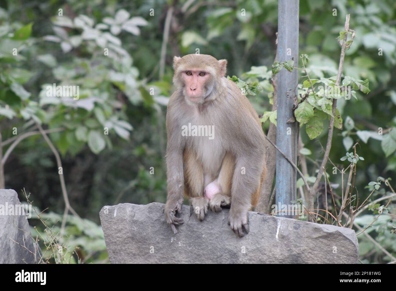 Monkey potography hi-res stock photography and images - Alamy