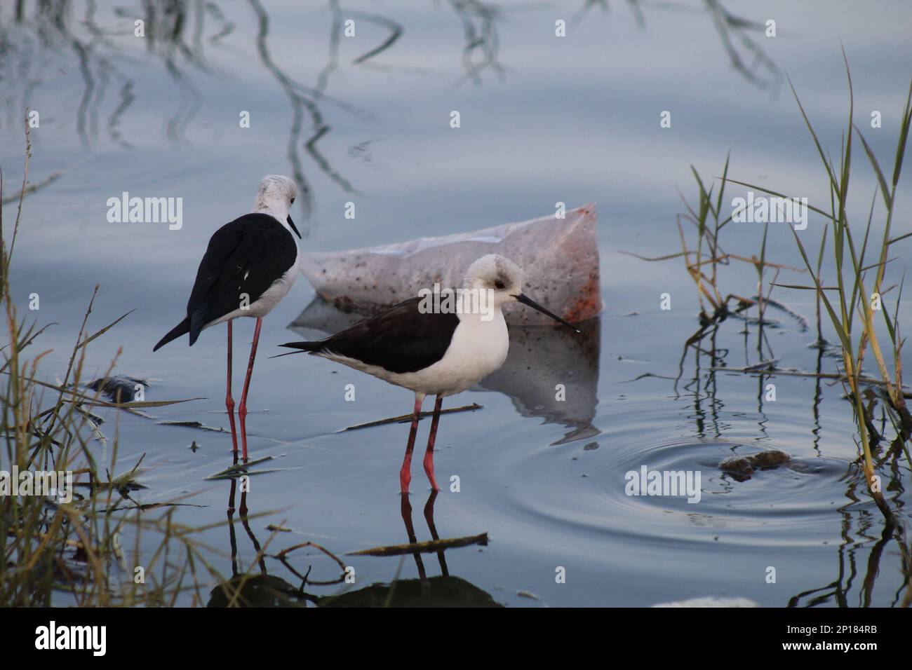 Migratory shorebirds india hi-res stock photography and images - Alamy
