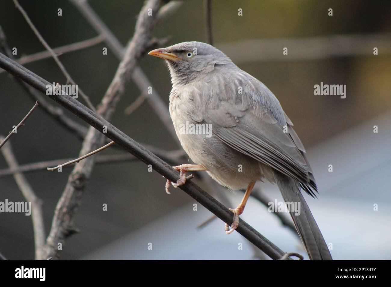 Jungle Babbler - Turdoides Striata Stock Photo - Alamy