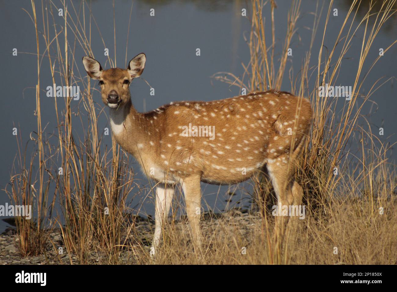 Spotted deer photos hi-res stock photography and images - Alamy