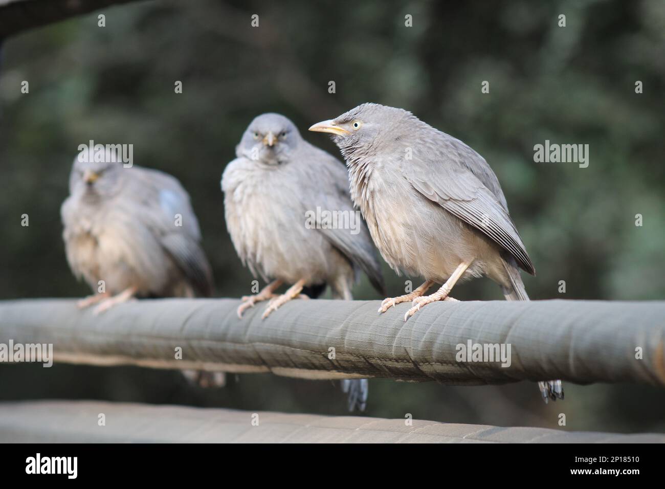 Jungle Babbler - Turdoides Striata Stock Photo - Alamy