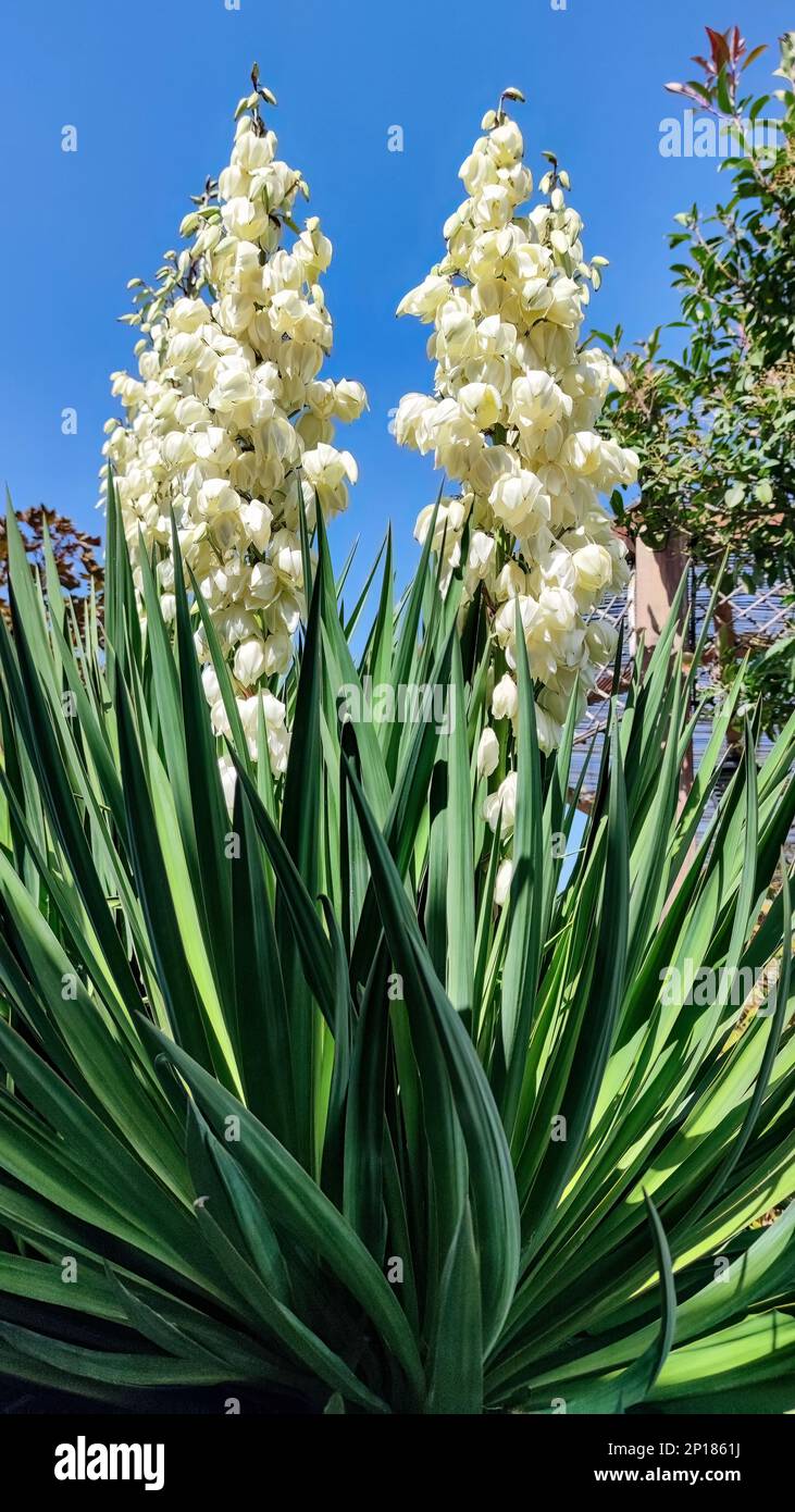 Yucca filamentosa or Adams needle in the garden design shallow depth of ...
