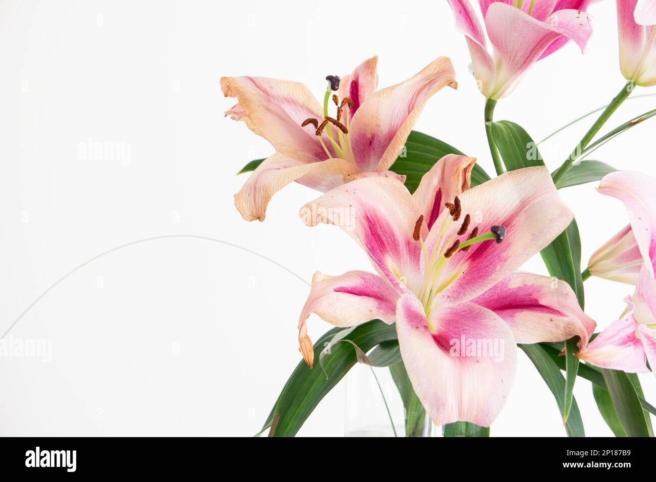 Dying pink Lilium Lily blossom flower close studio shot isolated on ...
