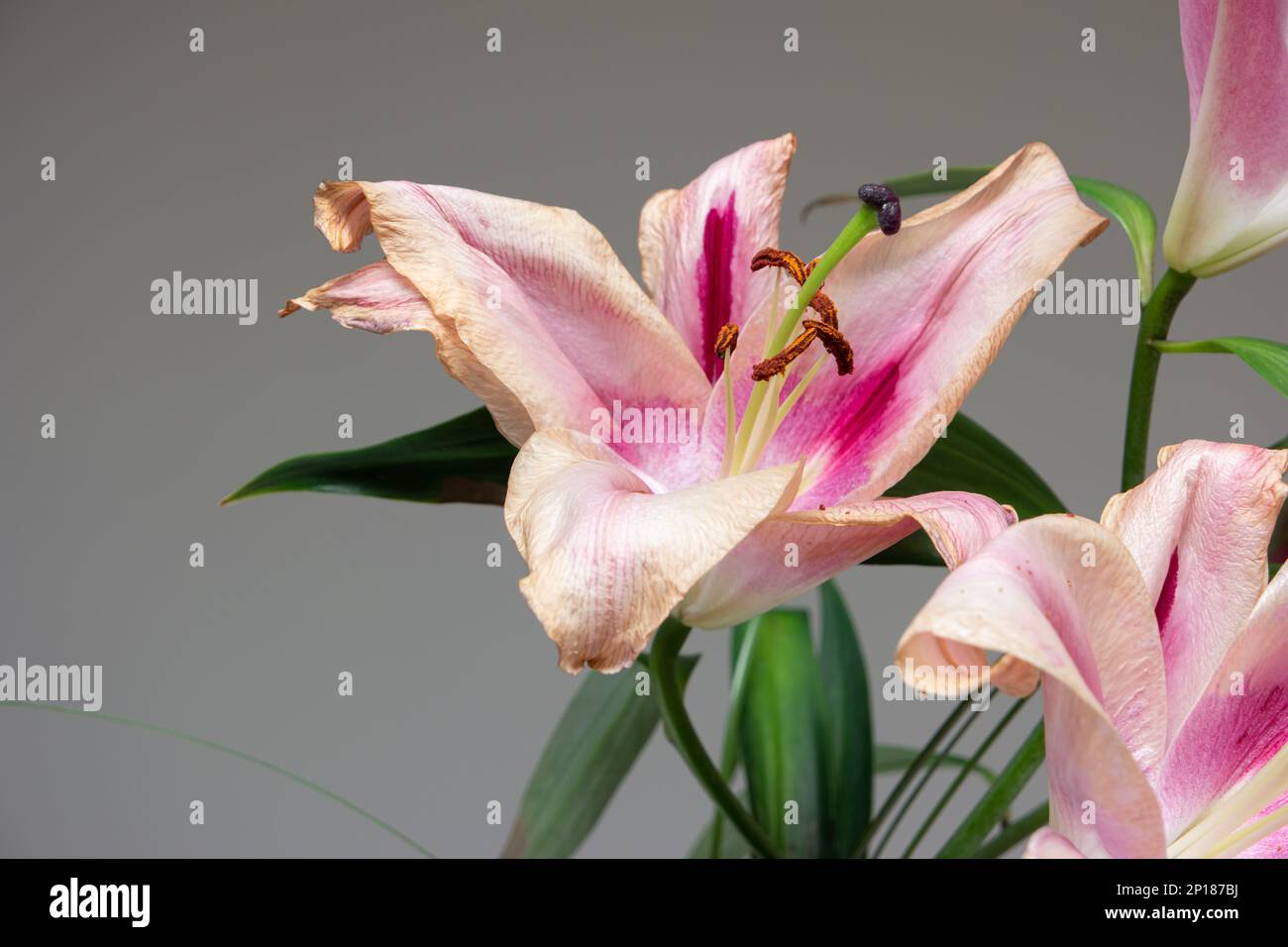 Dying pink Lilium Lily blossom flower close studio shot isolated on ...