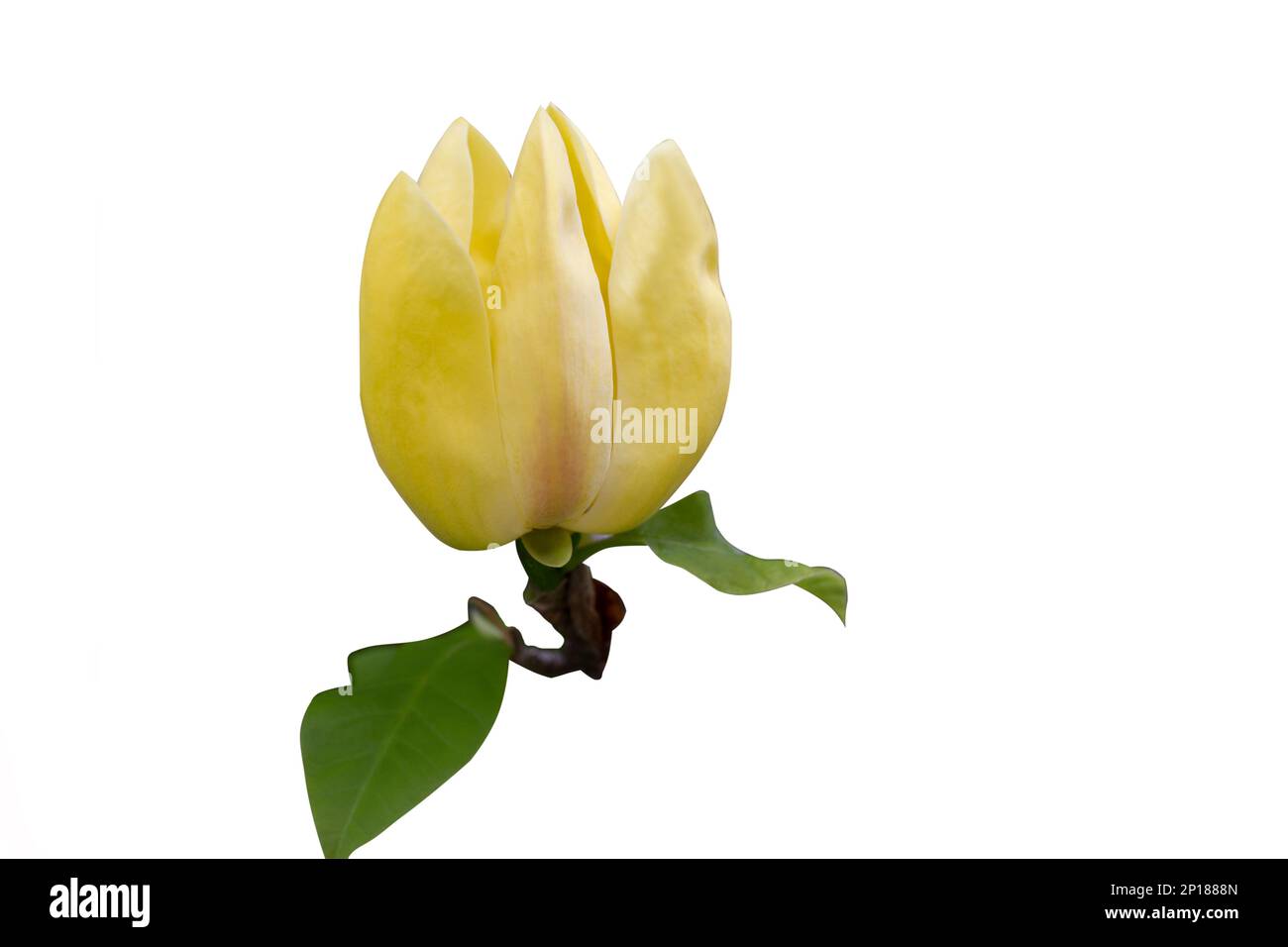 Blossoming yellow magnolia flower in the garden - brooklynensis Yellow ...