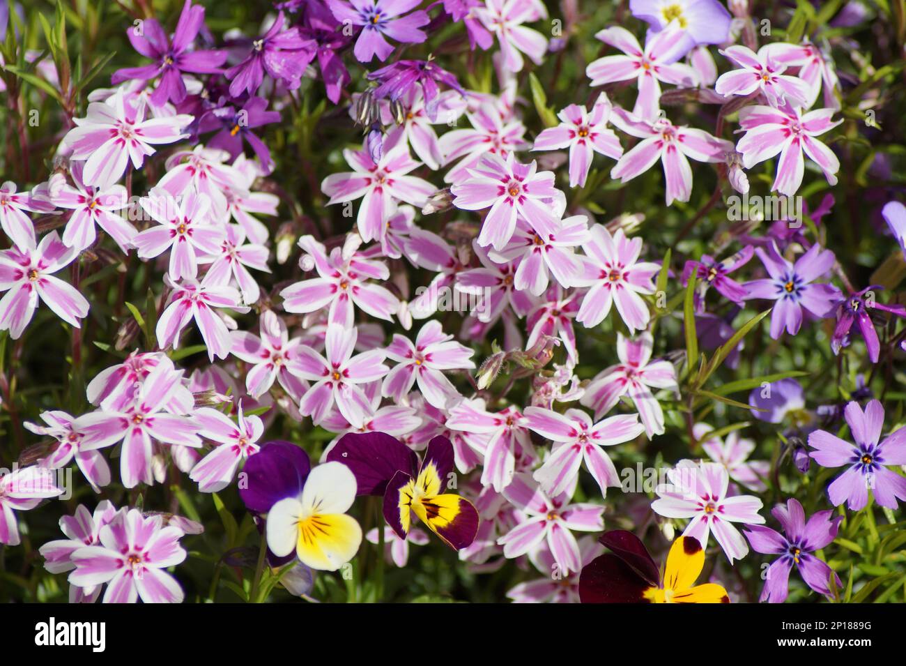 Carpet of flower hi-res stock photography and images - Alamy