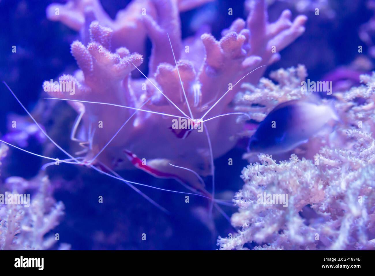 Skunk Cleaner Shrimp Lysmata Amboinensis, aka Scarlet cleaner Shrimp ...