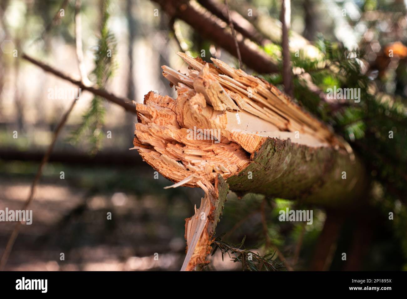 Snapped in half small forest tree trunk close up macro shot shallow ...