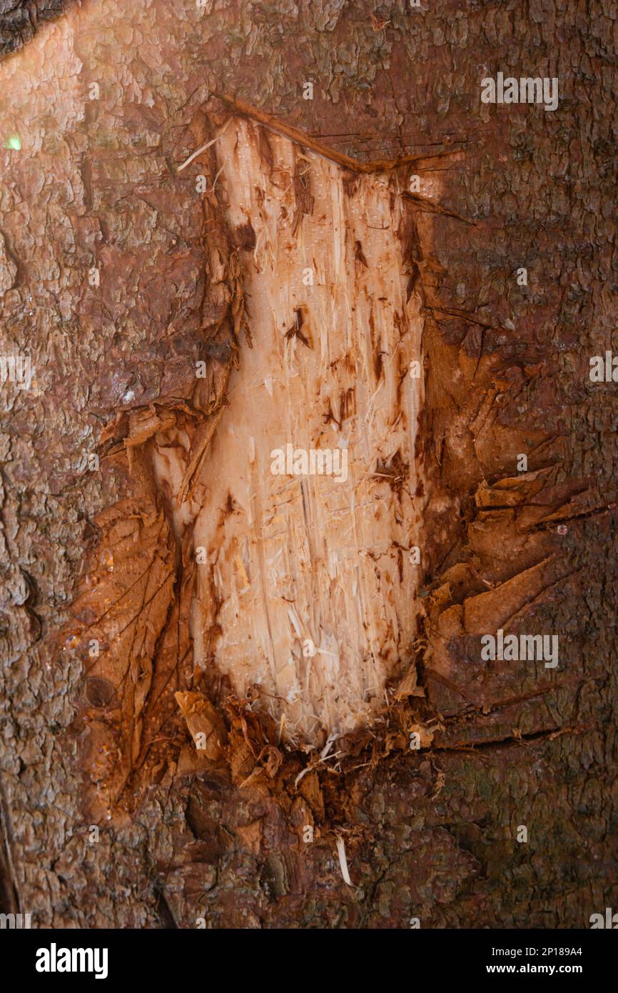 Man made forest hi-res stock photography and images - Alamy