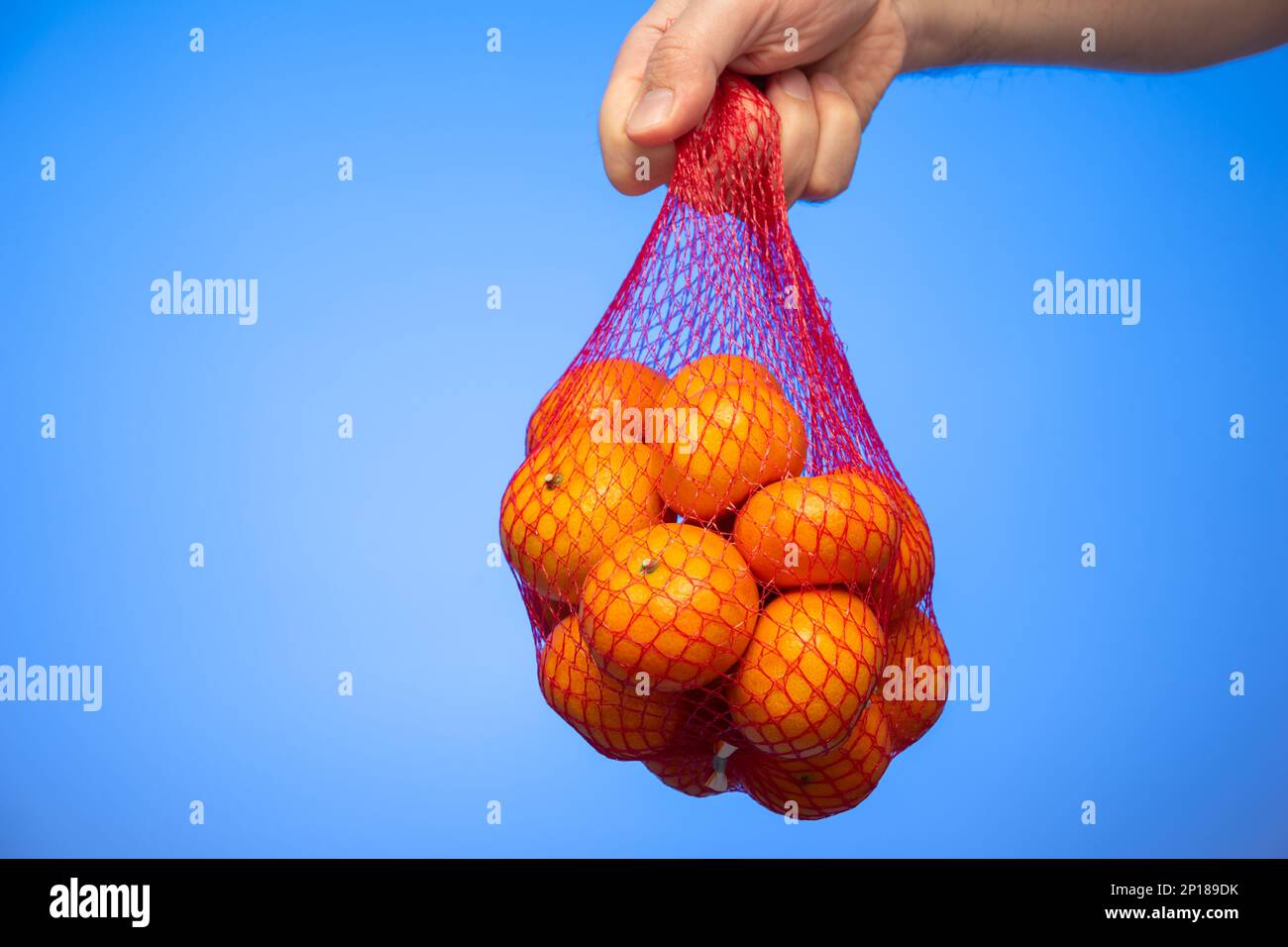 Group of fresh raw mandarin clementines in a plastic net bag held in ...