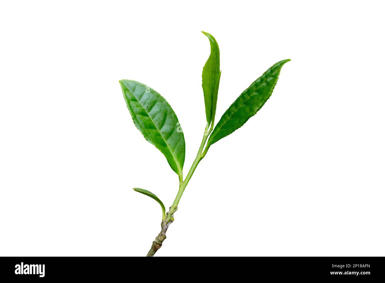Close-up, the tip of a green tea leaf in the morning, tea plantation ...