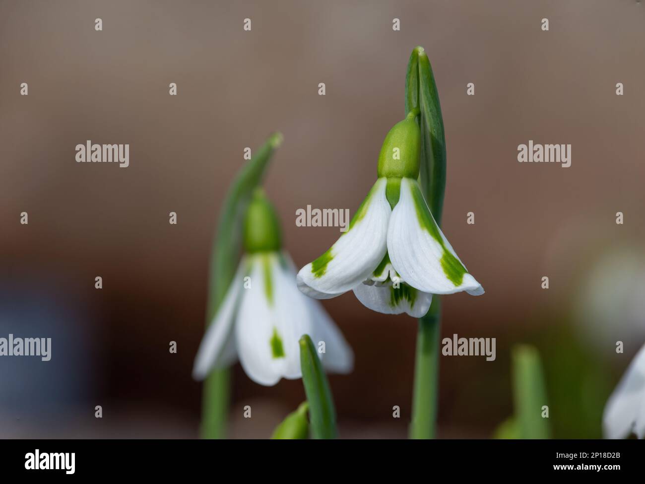 South hayes snowdrops hi-res stock photography and images - Alamy