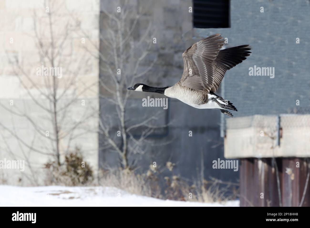 Canada goose (Branta canadensis) in flight. A goose taking off from the ...