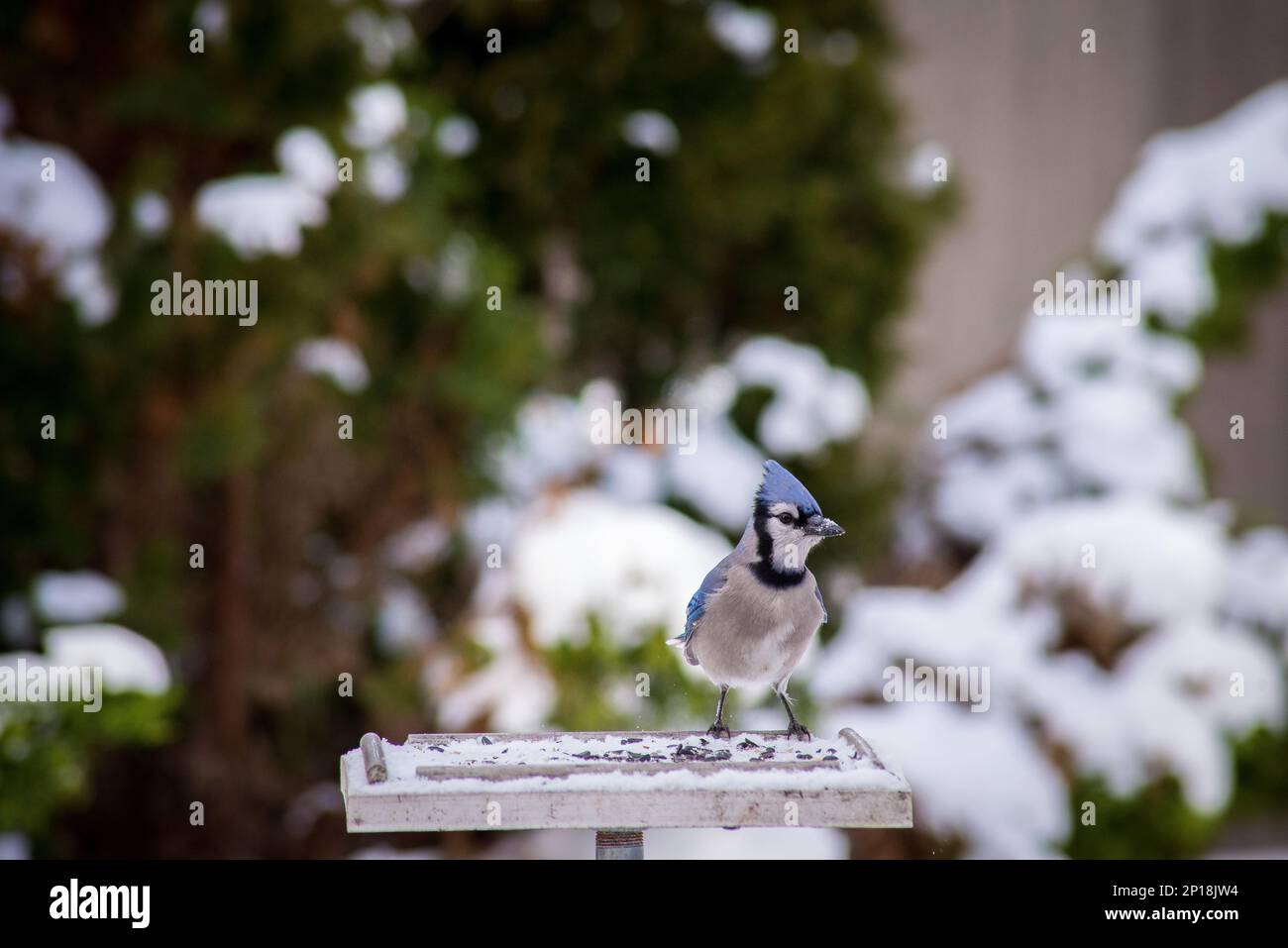 Blue jay feeding in winter snow Stock Photo - Alamy