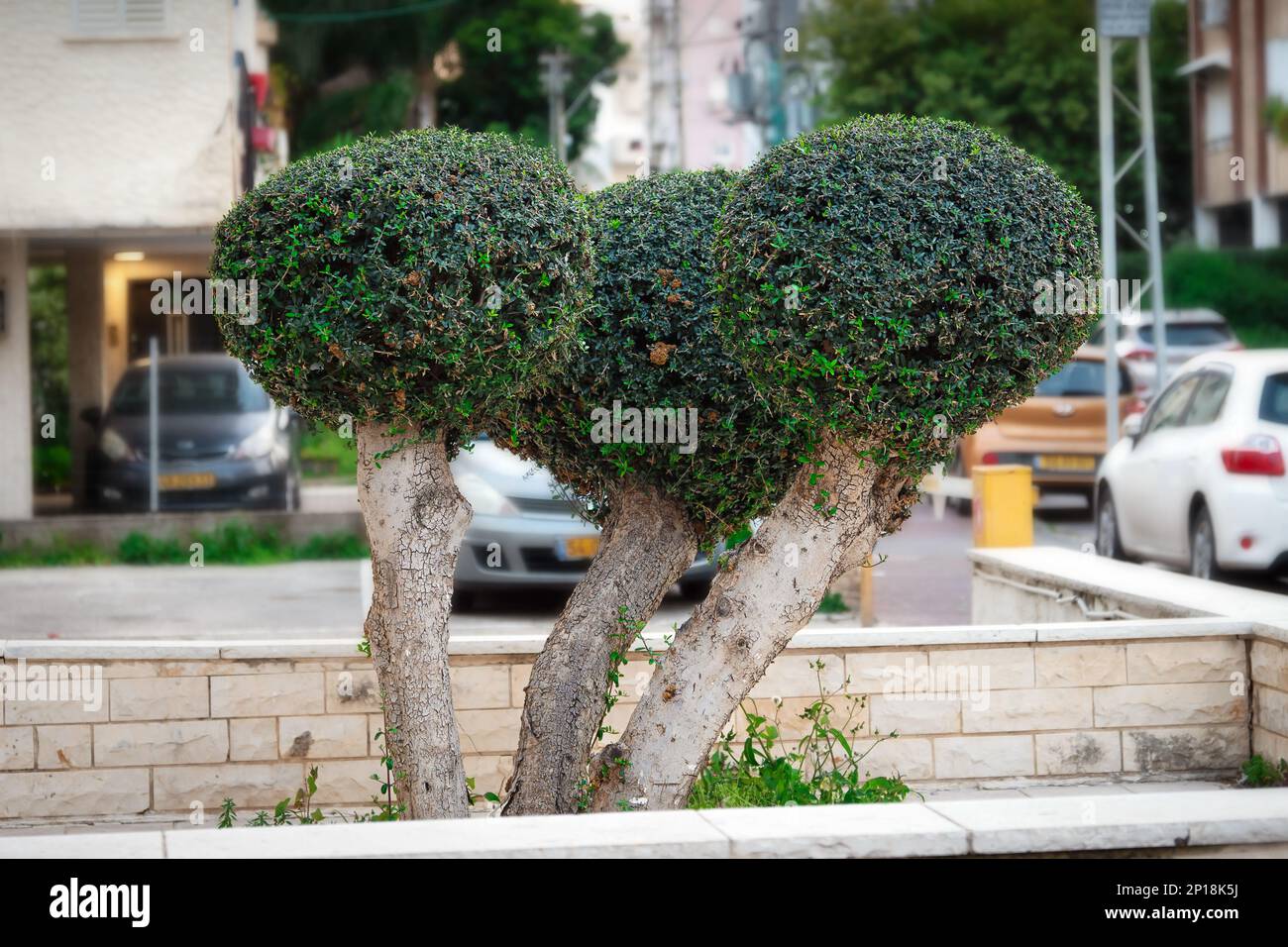 Spherical trimmed crowns of ornamental trees in front of the entrance ...