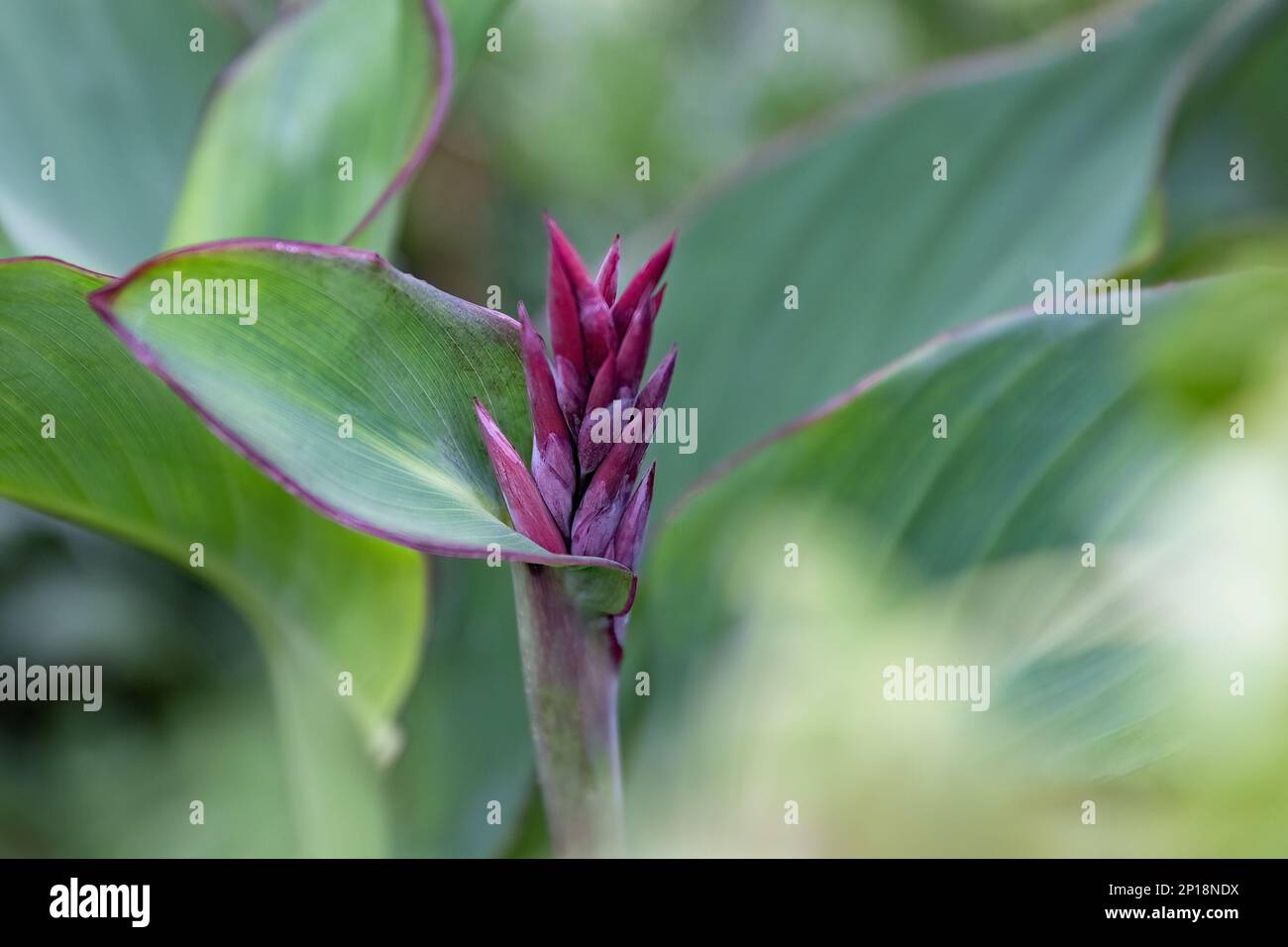 Canna lily or canna generalis bailey pink flower in the garden design ...