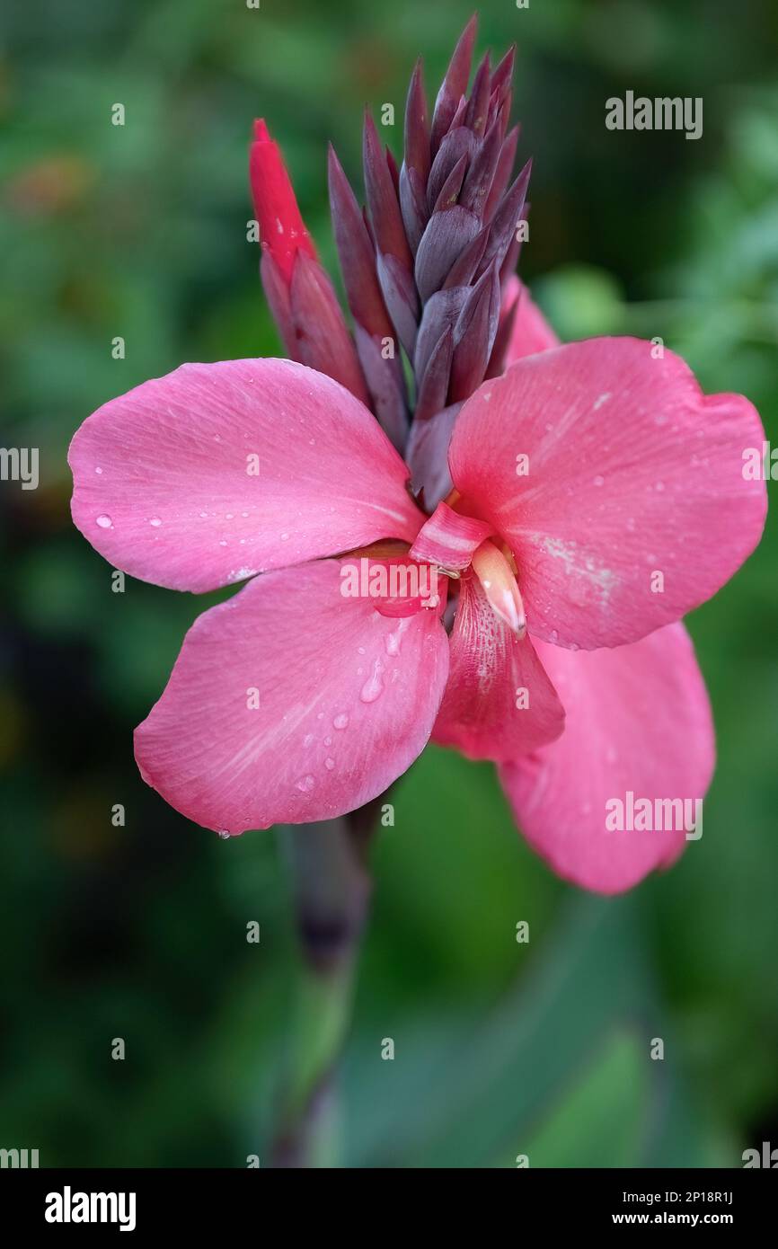 Canna lily or canna generalis bailey pink flower in the garden design ...