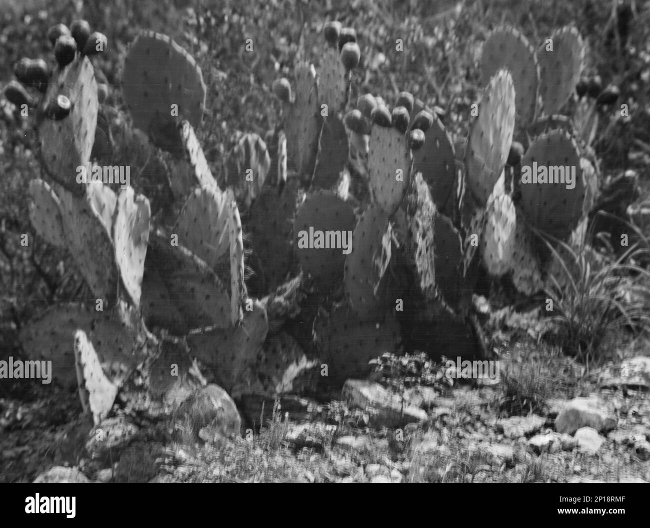 Travel views of the American Southwest, between 1899 and 1928 Stock ...