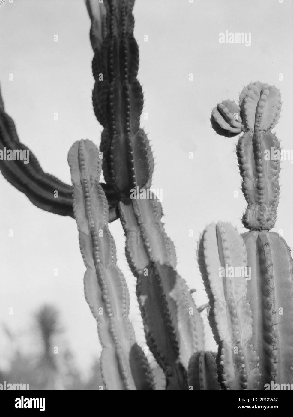 Travel views of the American Southwest, between 1899 and 1928 Stock ...
