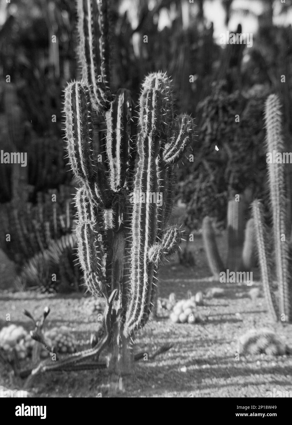 Travel views of the American Southwest, between 1899 and 1928 Stock ...