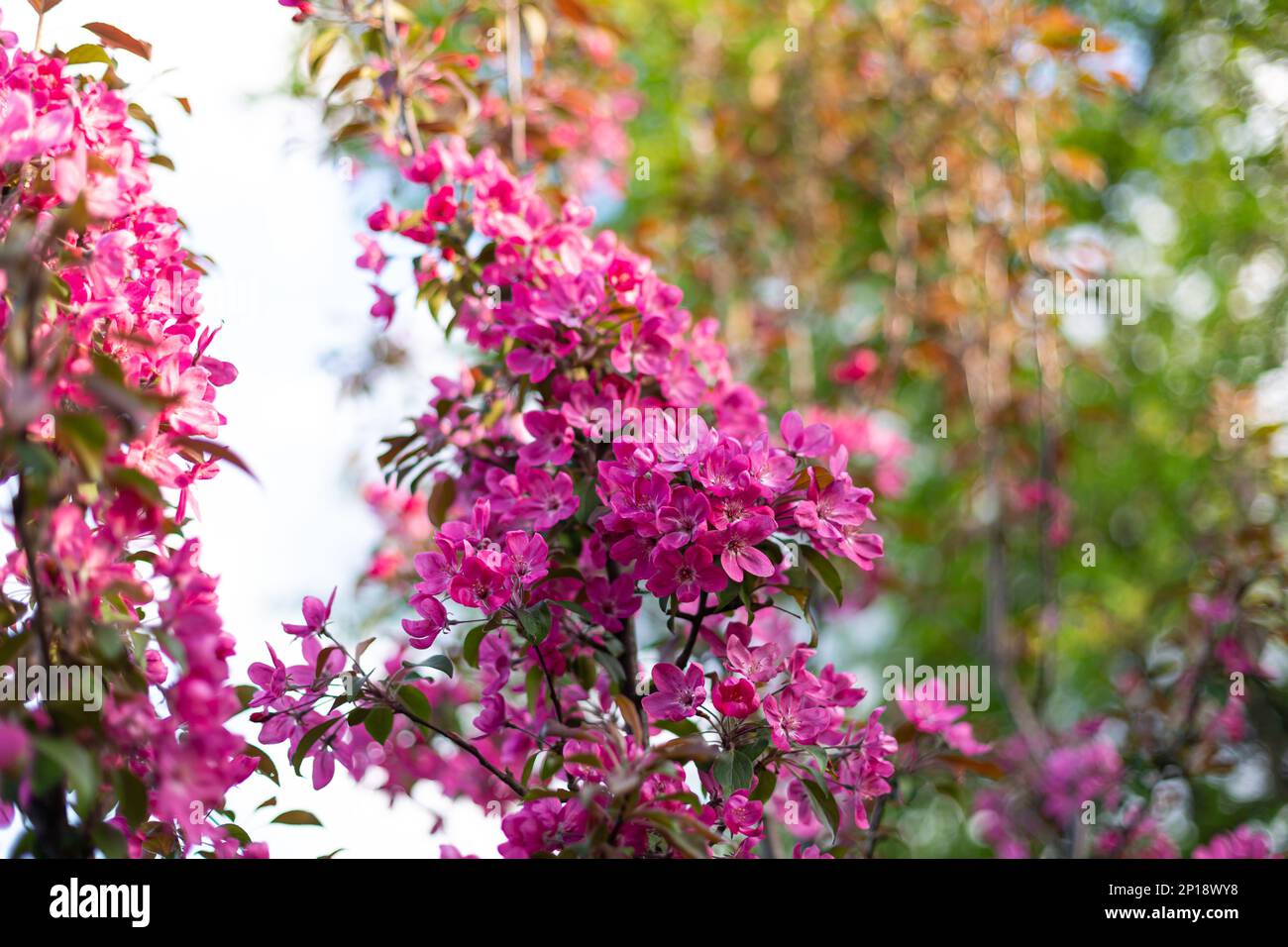 Spring nature background blooming fruit trees Stock Photo - Alamy