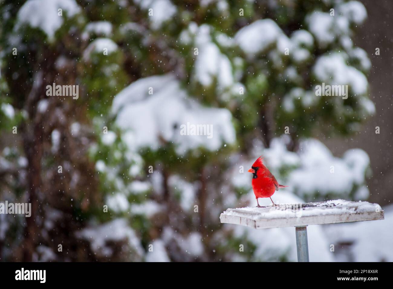 Red cardinal feeding in the snow Stock Photo - Alamy