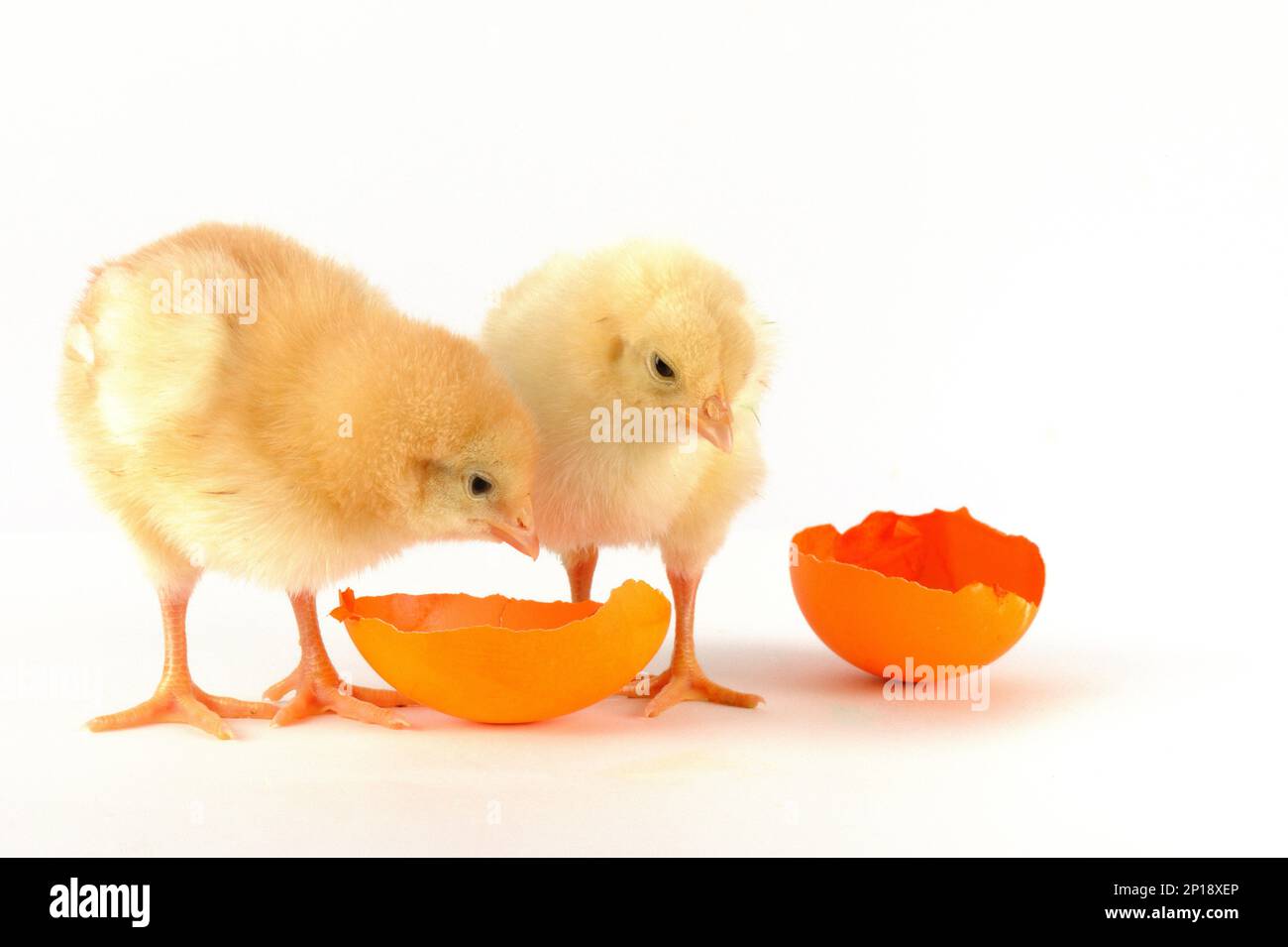 yellow chicken and broken egg shells on white background Stock Photo ...