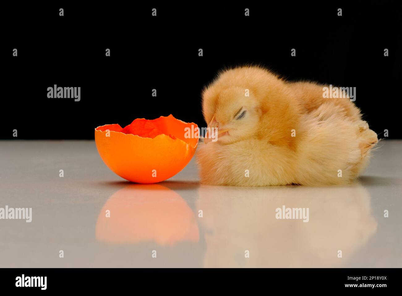 yellow chicken and broken egg shells on white background Stock Photo ...