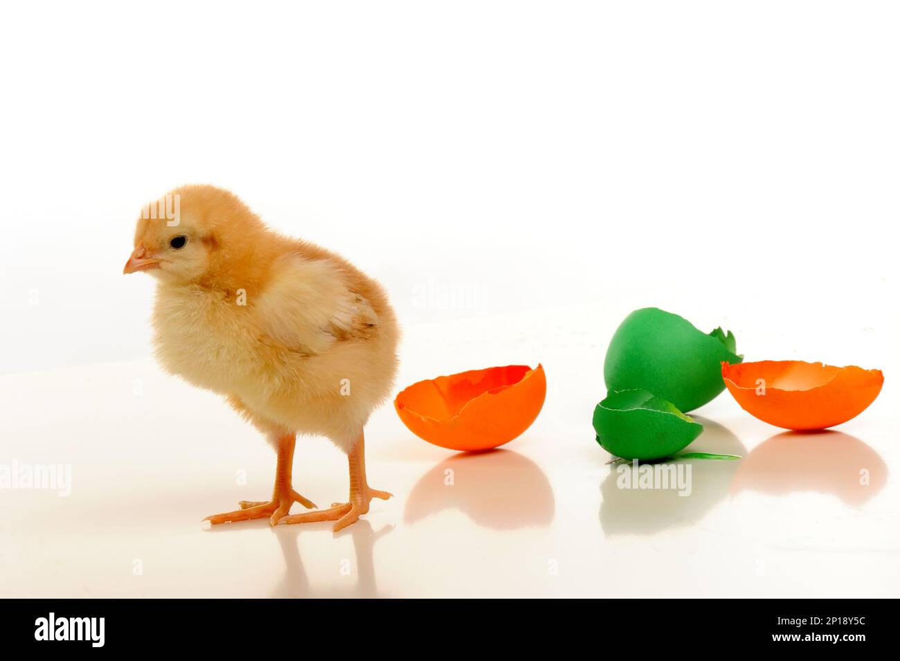 yellow chicken and broken egg shells on white background Stock Photo ...