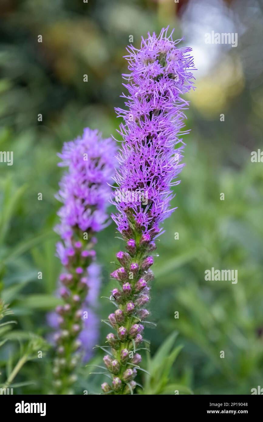 Liatris spicata or dense blazing star purple flower in the garden ...
