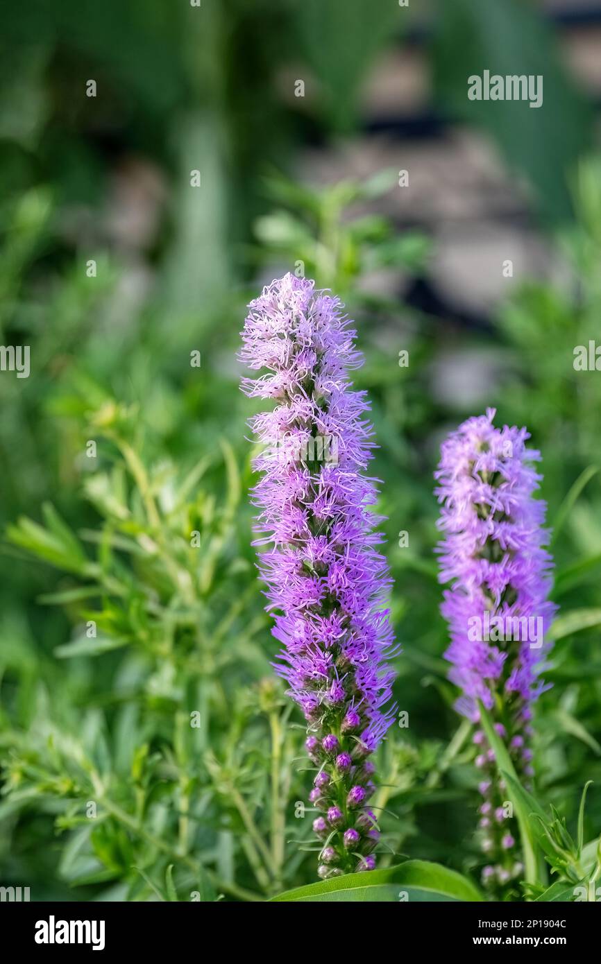 Blooming blazing star hi-res stock photography and images - Alamy