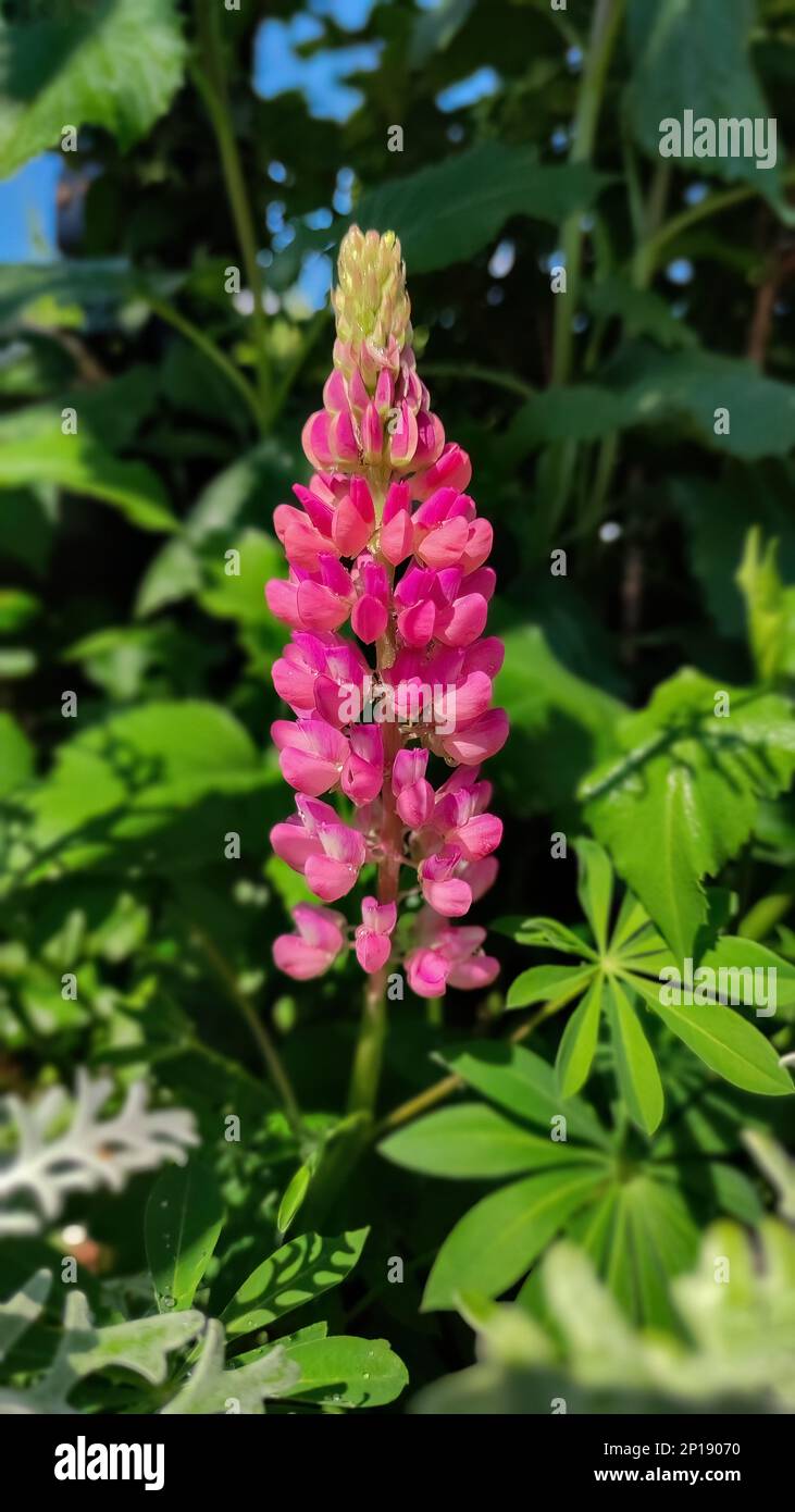 Lupinus polyphyllus or garden lupin pink flower in the garden design ...