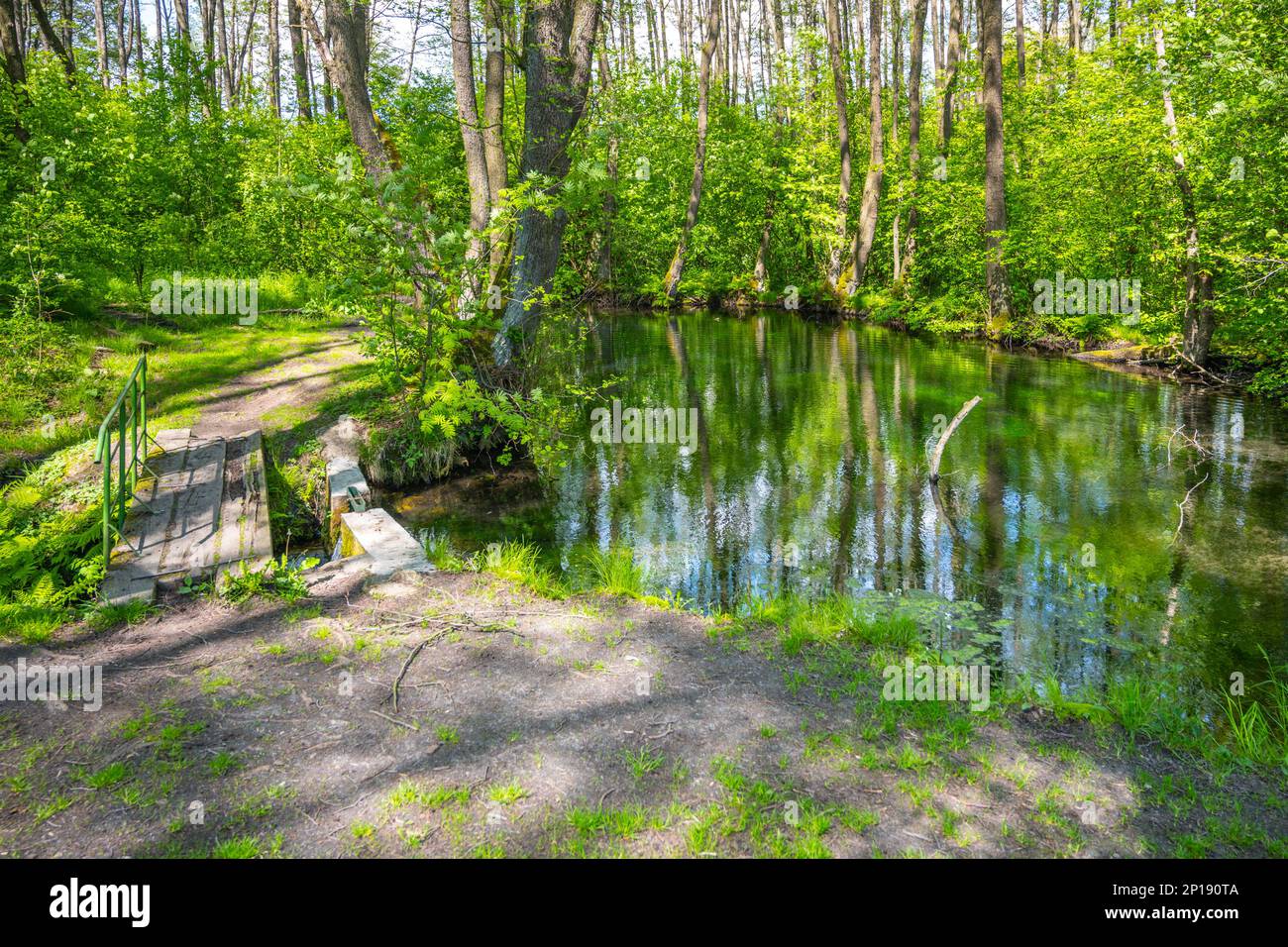 Ploucnice river source area. Small natural forest lake on sunny summer ...