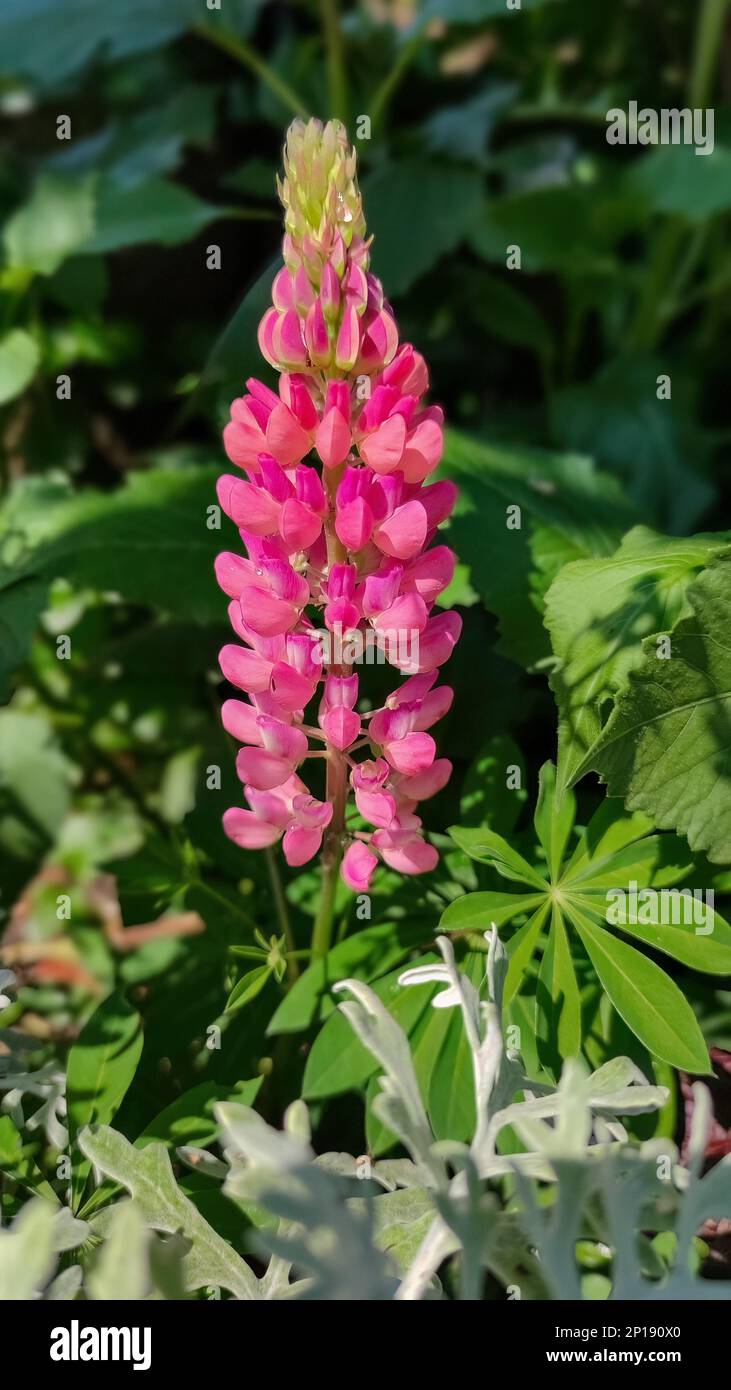 Lupinus polyphyllus or garden lupin pink flower in the garden design ...