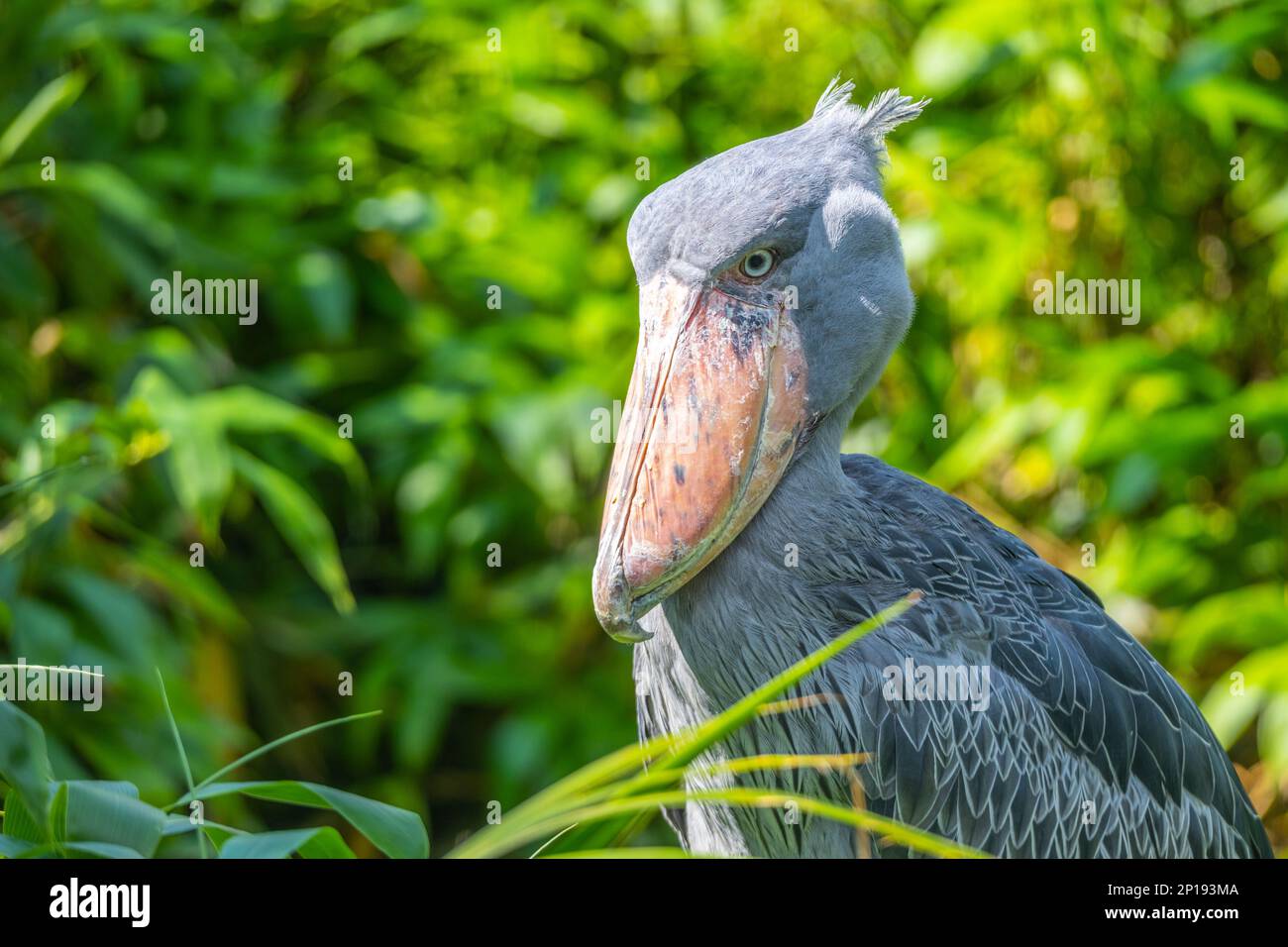 Shoebill, Balaeniceps rex, aka whalehead, whale-headed stork or shoe ...