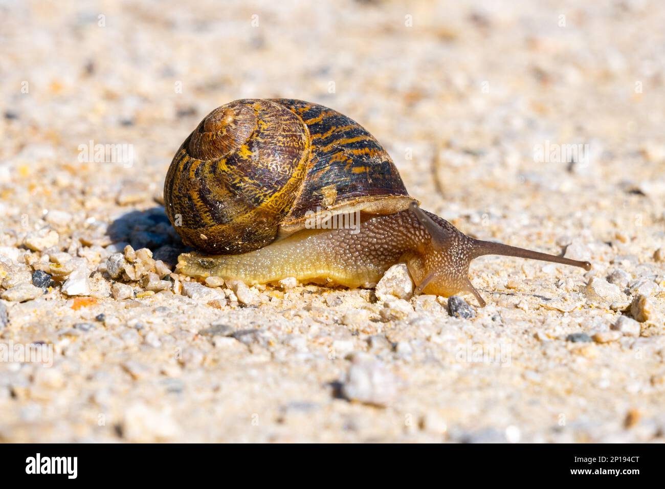 Slimy Snail