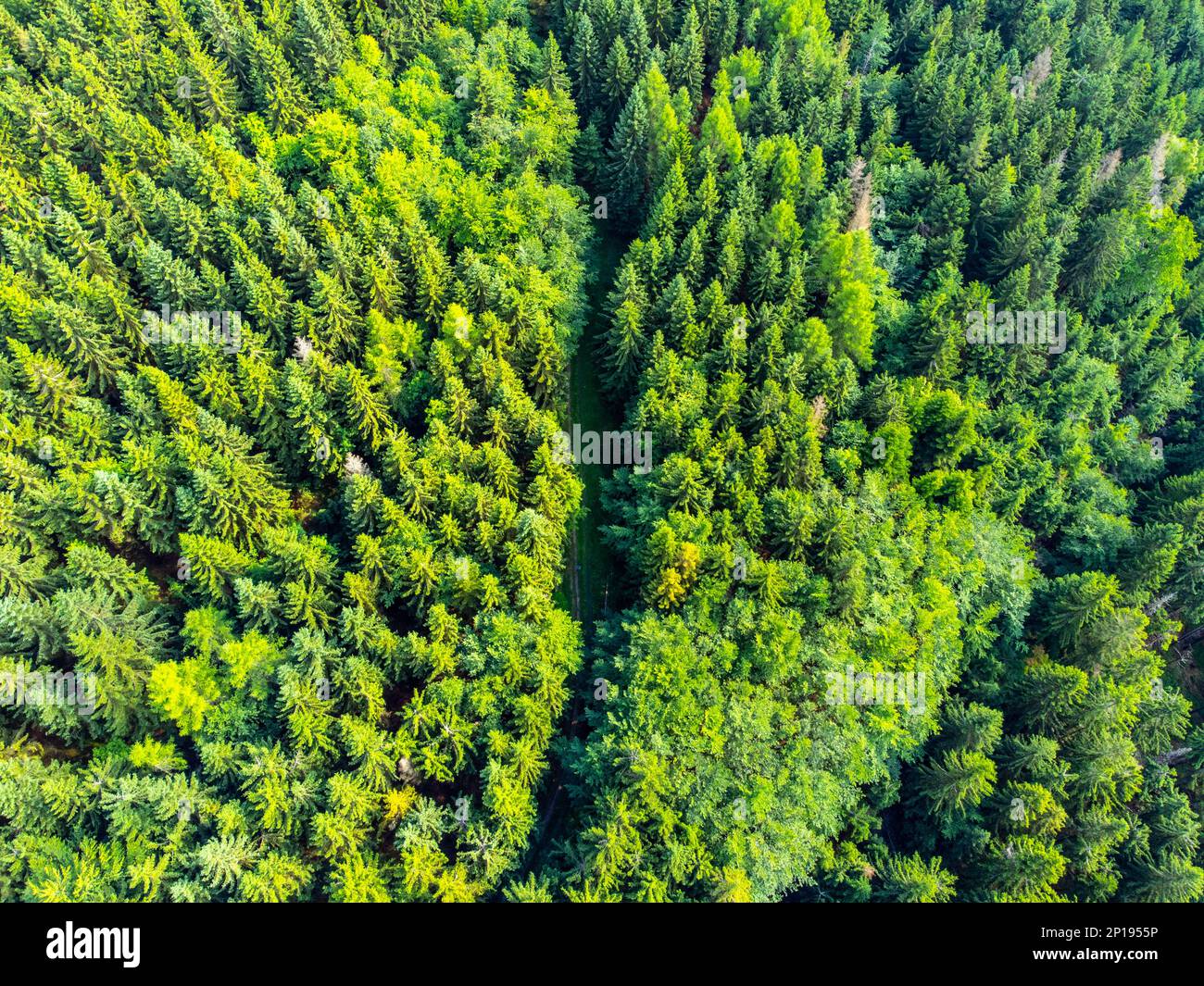 Spruce forest greenery. Aerial view from drone Stock Photo - Alamy