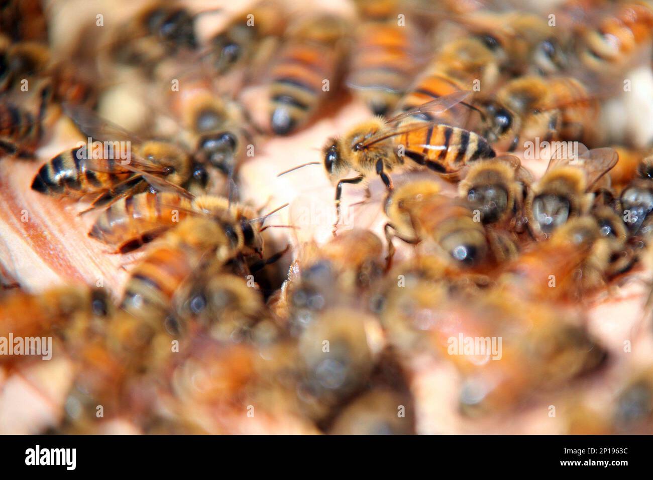 At Apple Blossom Honey Farm a nucleus bee hive of young Minnesota ...